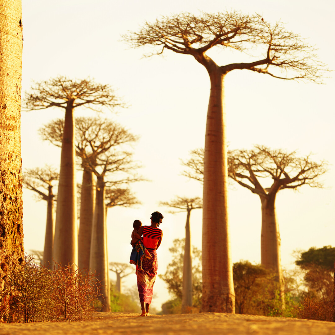 Life in Madagascar > Lille art up