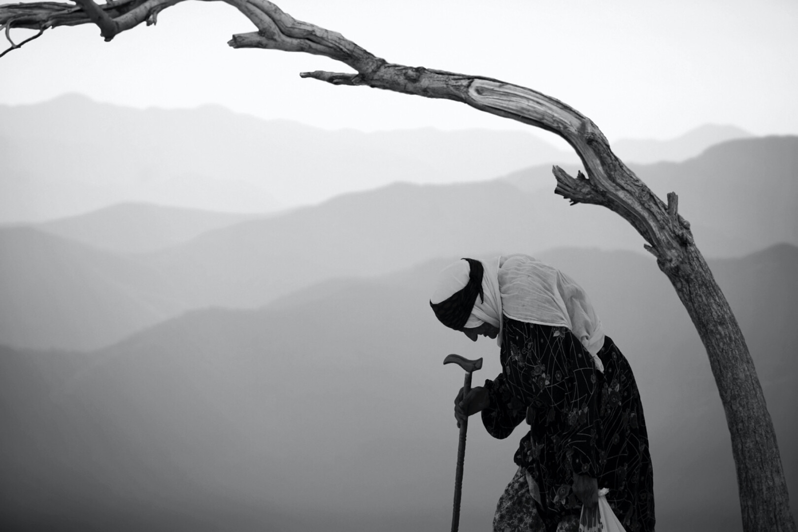 Life Tree - Lille Art Up!